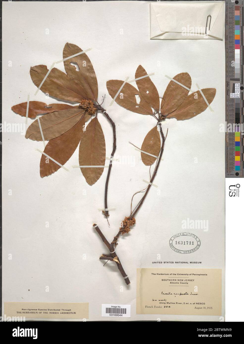 Cuscuta compacta hi-res stock photography and images - Alamy