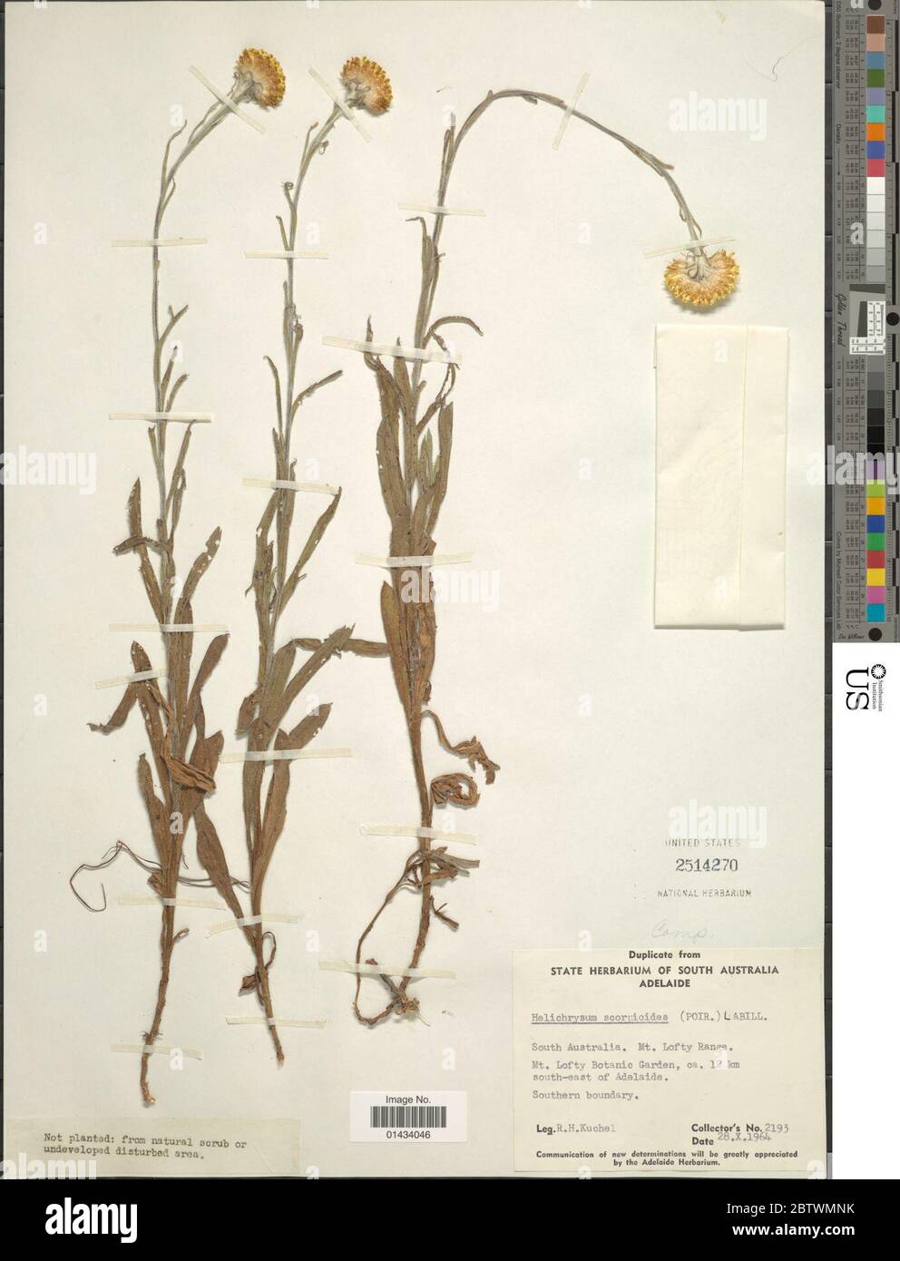 Coronidium scorpioides Labill Paul G Wilson Stock Photo - Alamy
