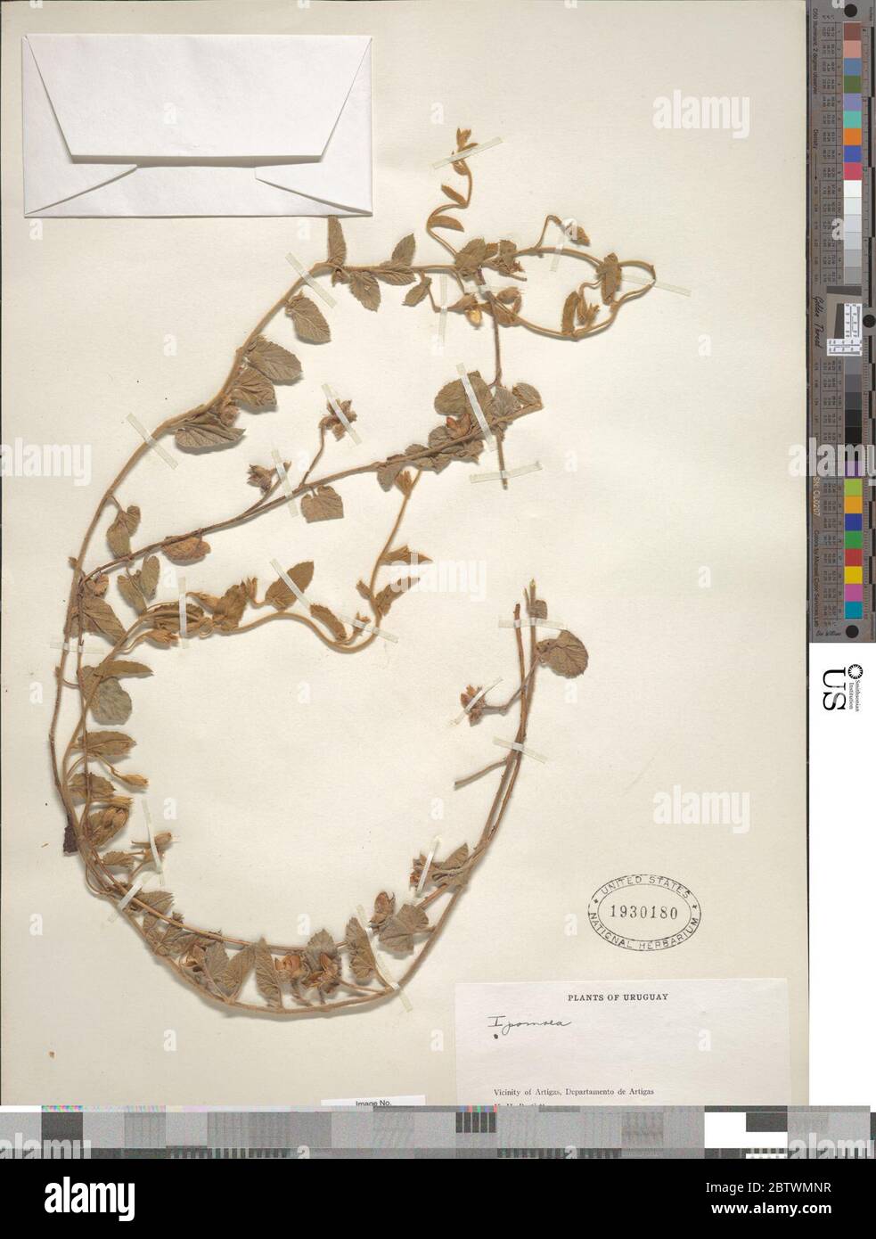 Convolvulus sp hi-res stock photography and images - Alamy