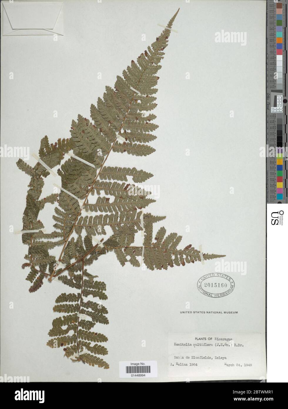 Cyathea genus hi-res stock photography and images - Alamy