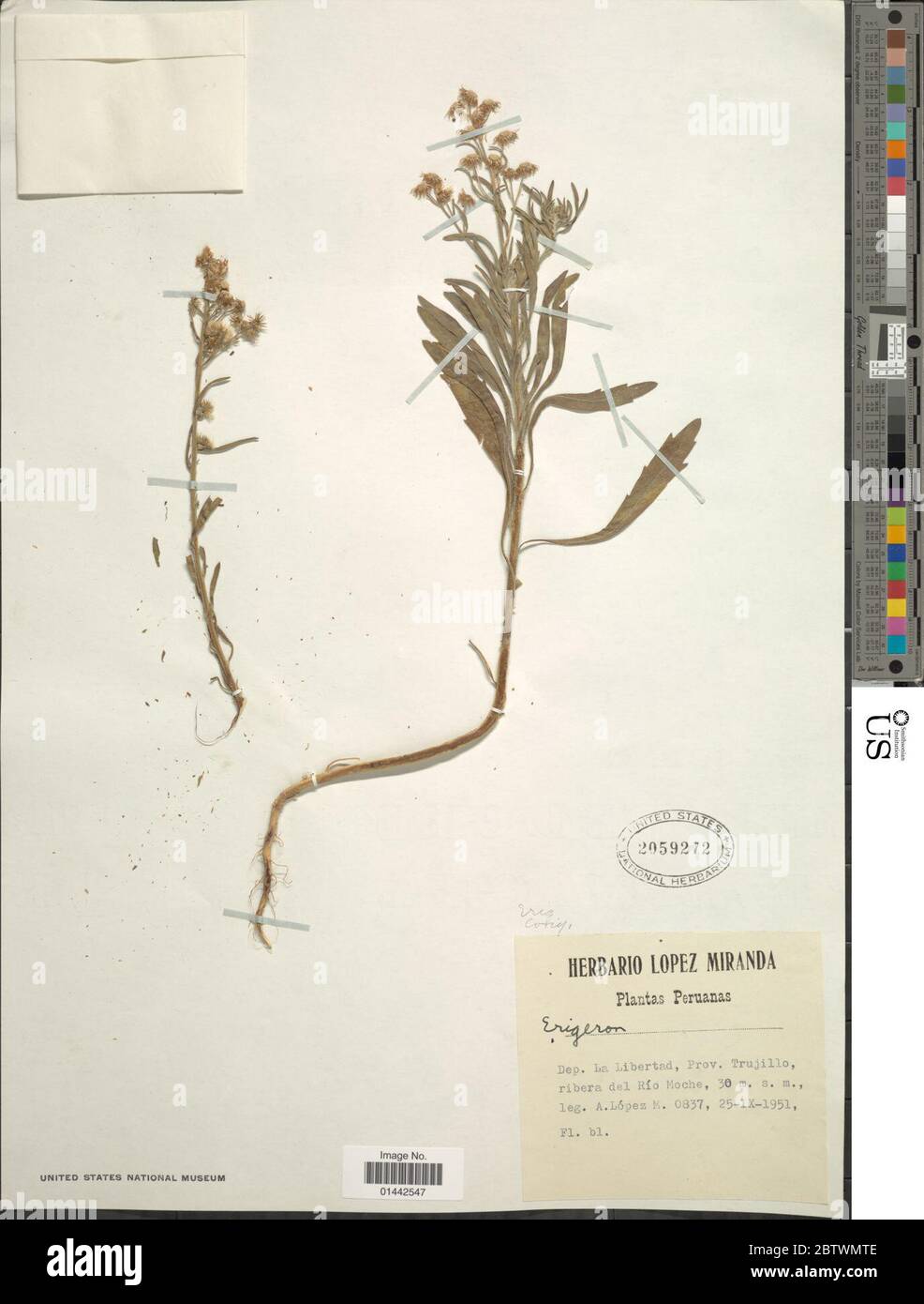 Erigeron sp hi-res stock photography and images - Alamy