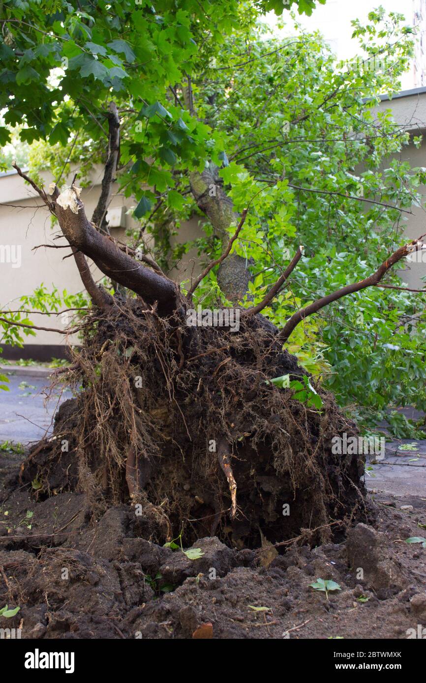 Uprooted tree after storm, fallen tree damaged by wind lying on ...