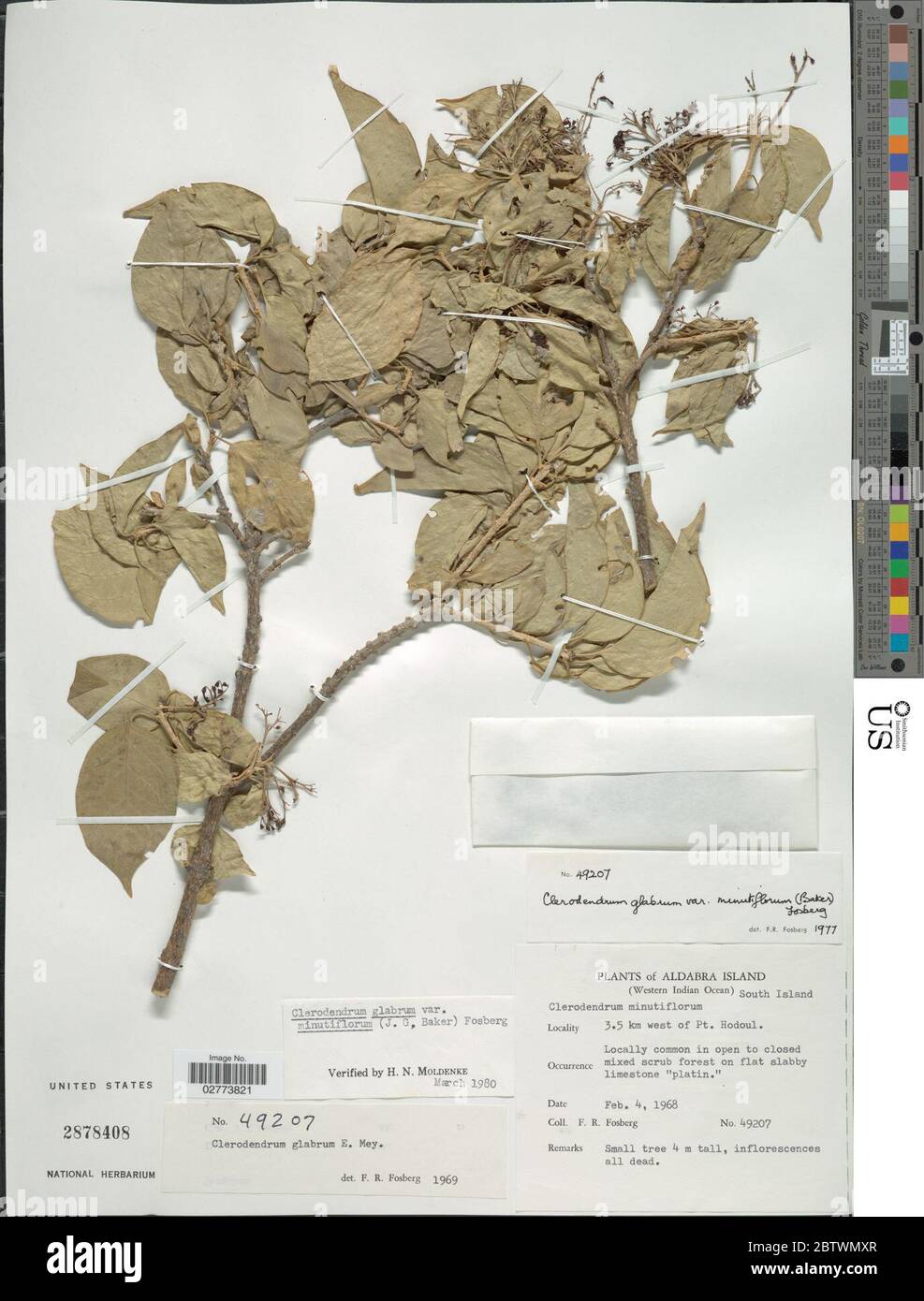 Clerodendrum glabrum var minutiflorum Baker Fosberg. 17 Mar 20181 Stock ...