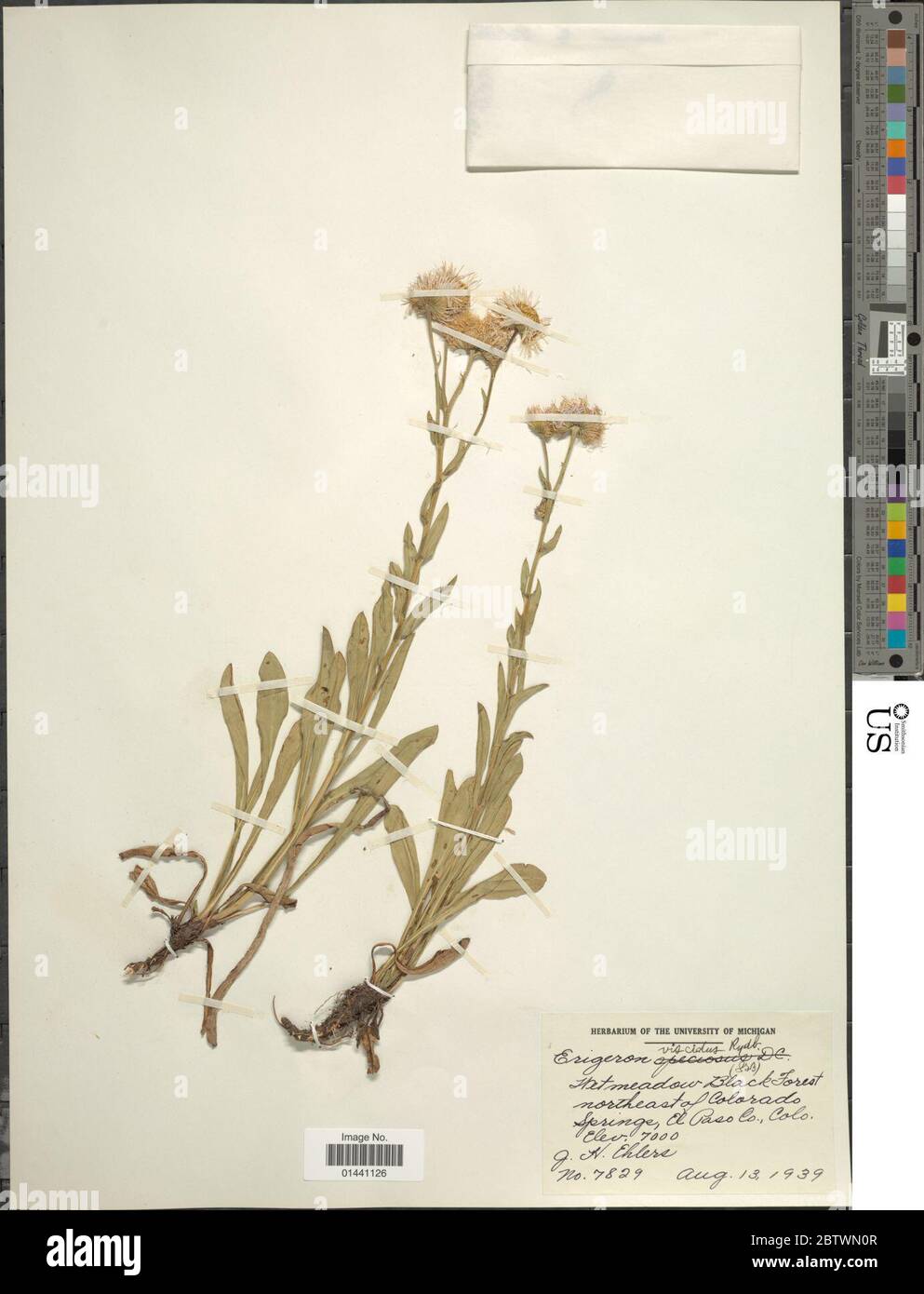 Viscidus hi-res stock photography and images - Alamy