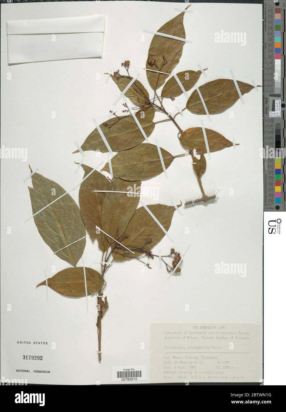 Clerodendrum cyrtophyllum Turcz Stock Photo - Alamy