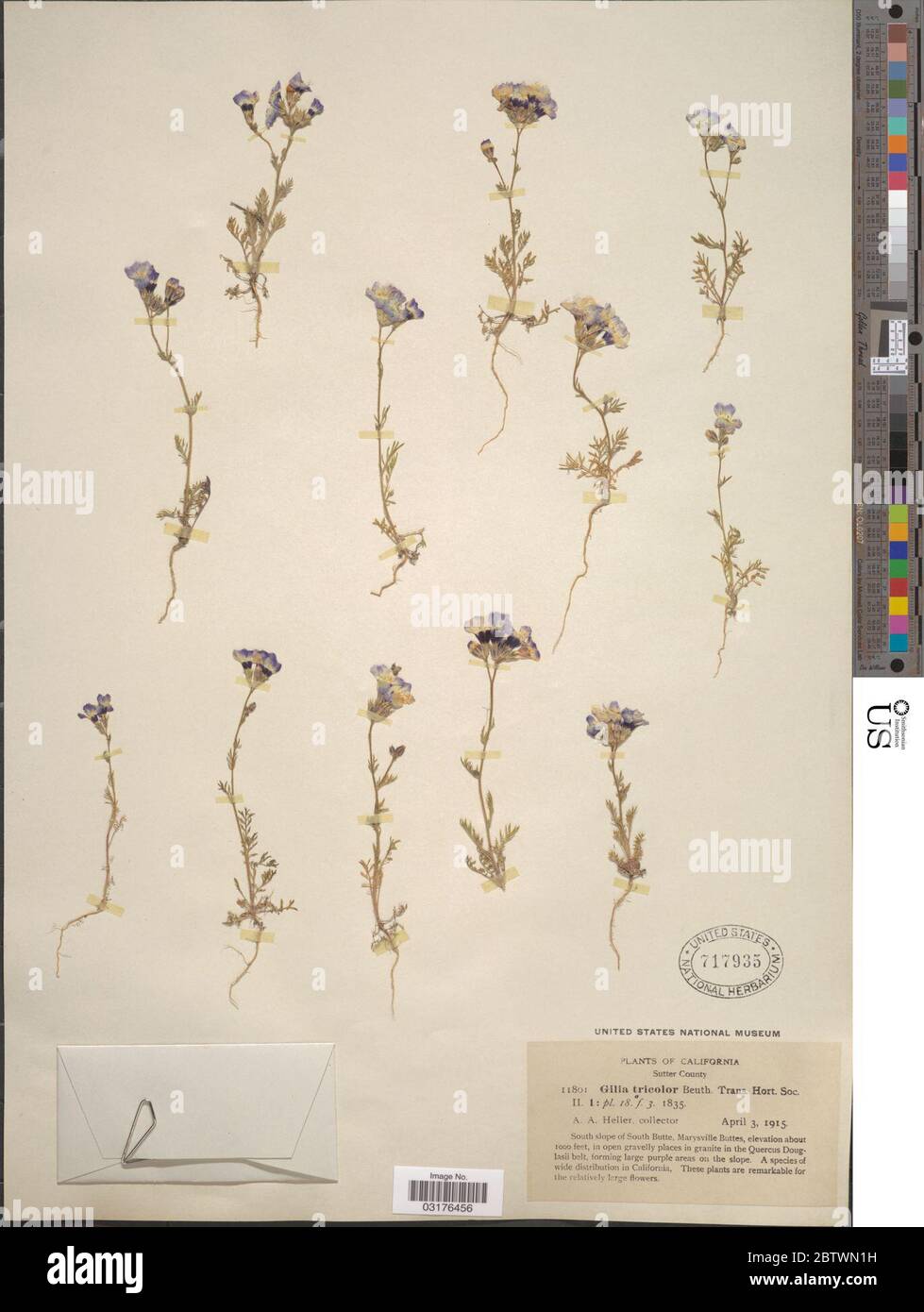 Tri colored flowers hi-res stock photography and images - Alamy