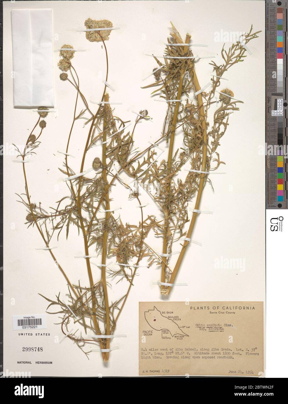 Gilia capitata hi-res stock photography and images - Alamy