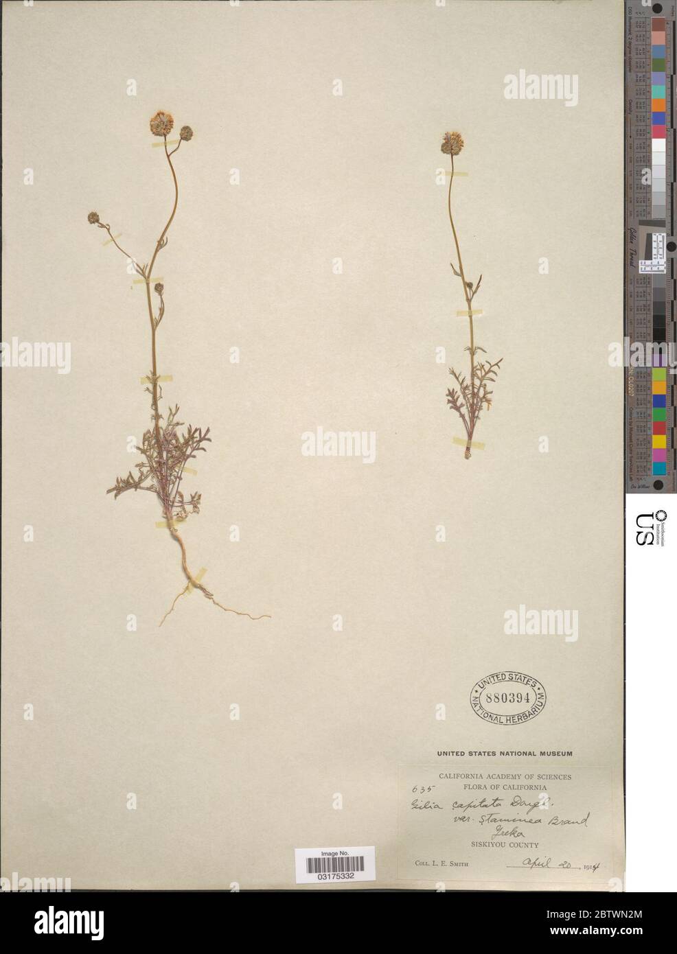 Gilia capitata hi-res stock photography and images - Alamy