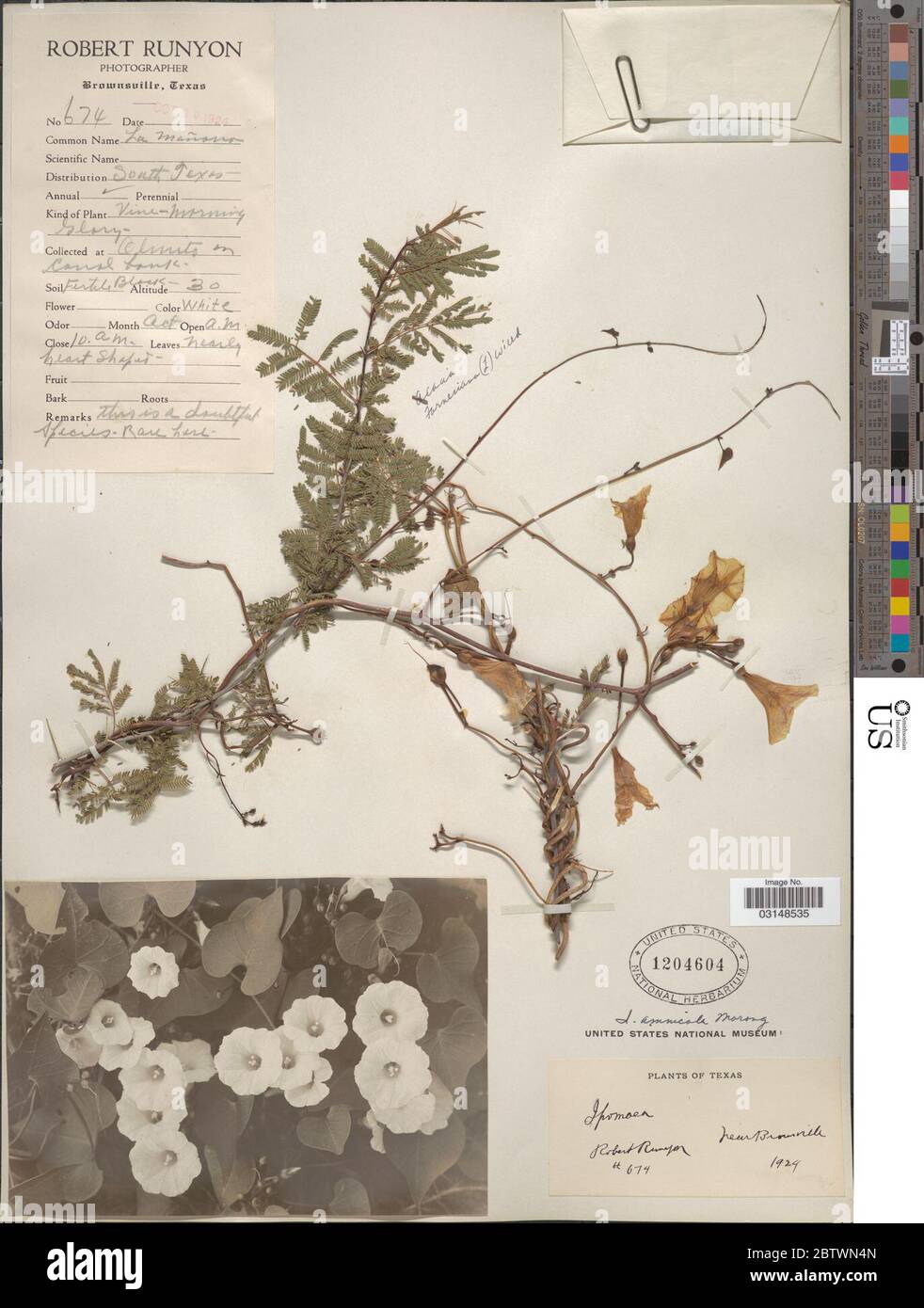 Ipomoea amnicola Morong Stock Photo - Alamy