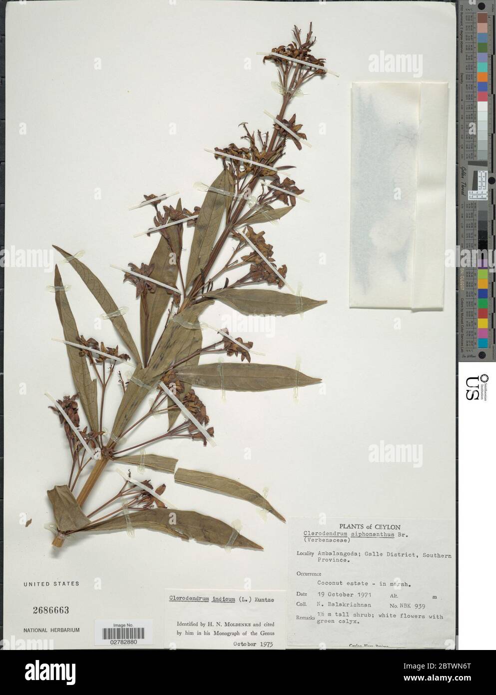 Clerodendrum indicum L Kuntze Stock Photo - Alamy