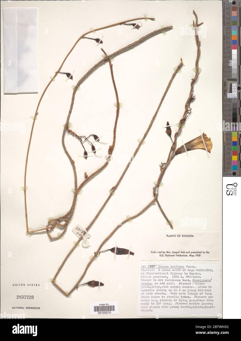 Ipomoea triflora Forssk Stock Photo - Alamy