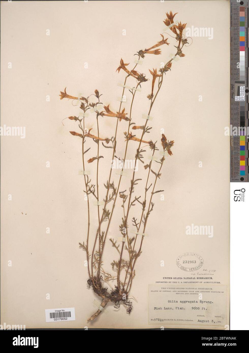Ipomopsis aggregata Pursh VE Grant Stock Photo - Alamy