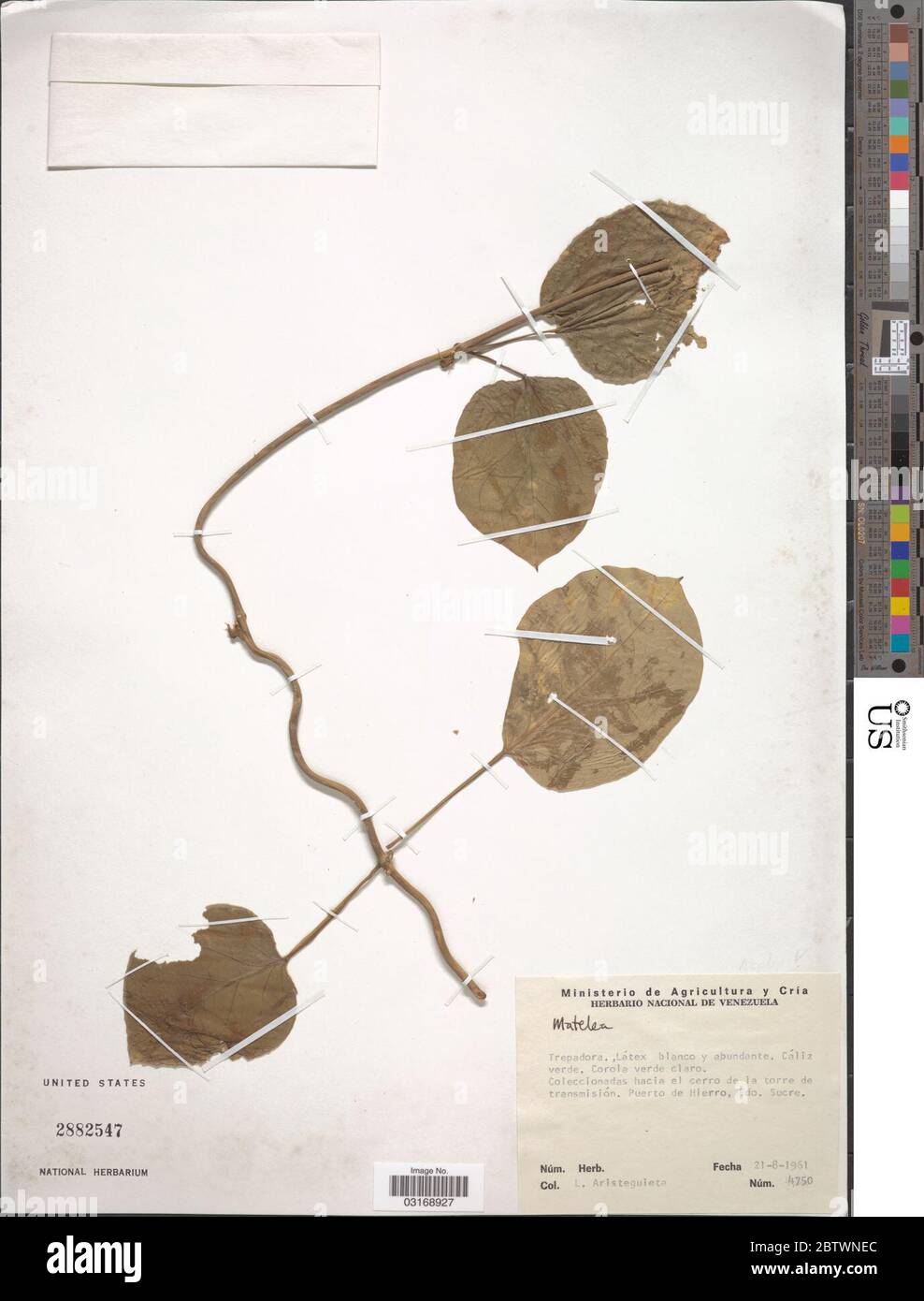 Matelea hi-res stock photography and images - Alamy