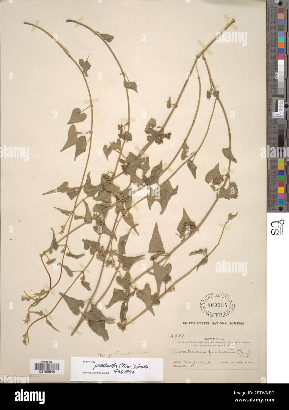 Matelea hi-res stock photography and images - Alamy