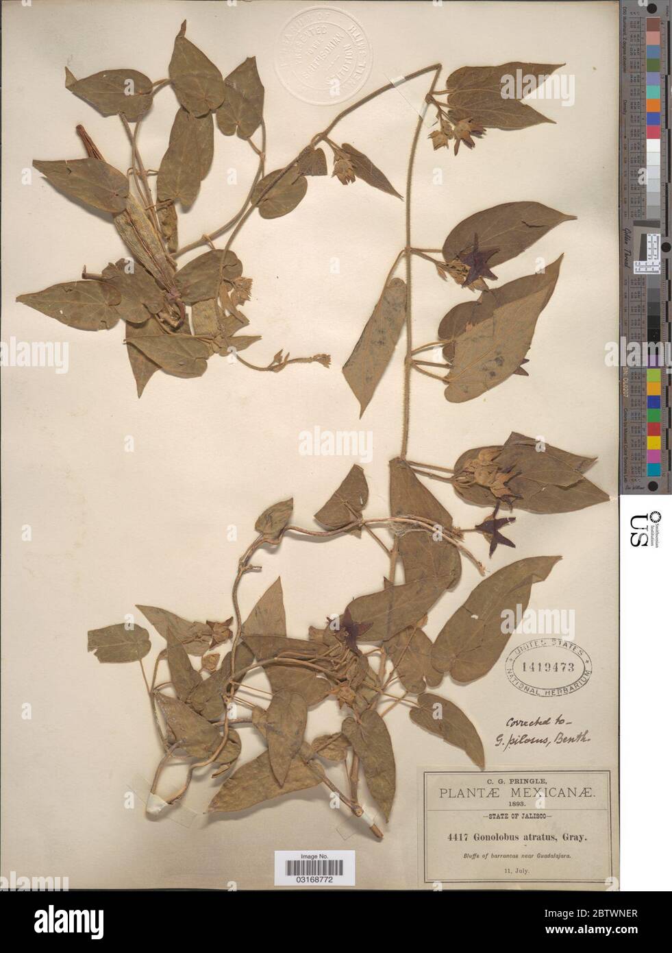 Matelea hi-res stock photography and images - Alamy