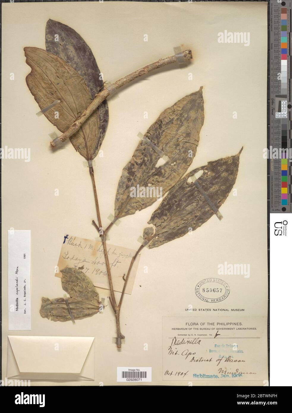 Copelandii hi-res stock photography and images - Alamy