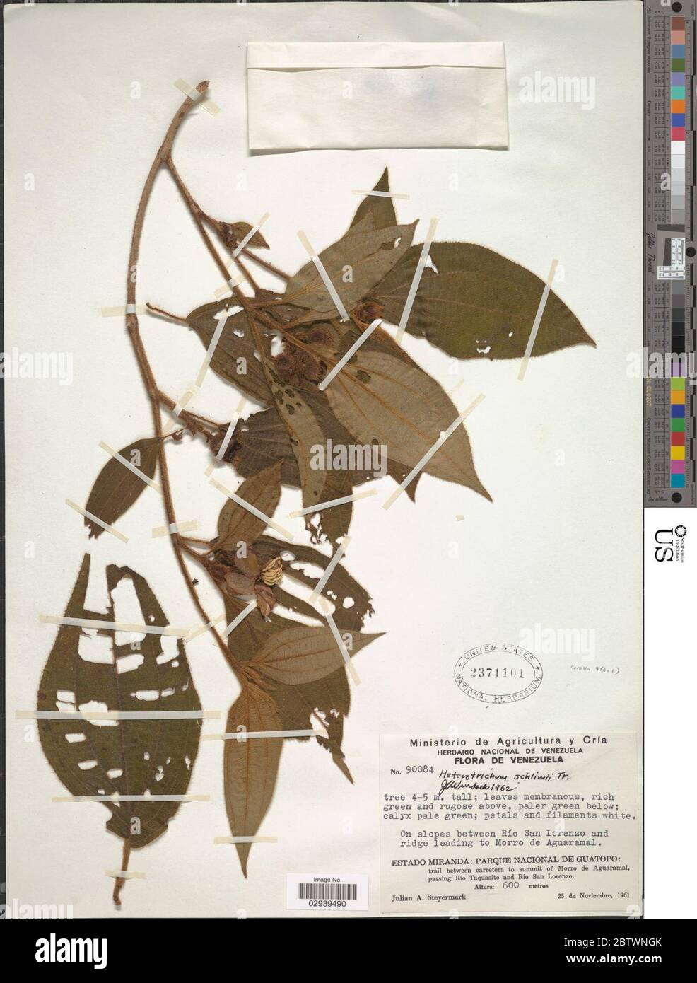 Funckii hi-res stock photography and images - Alamy