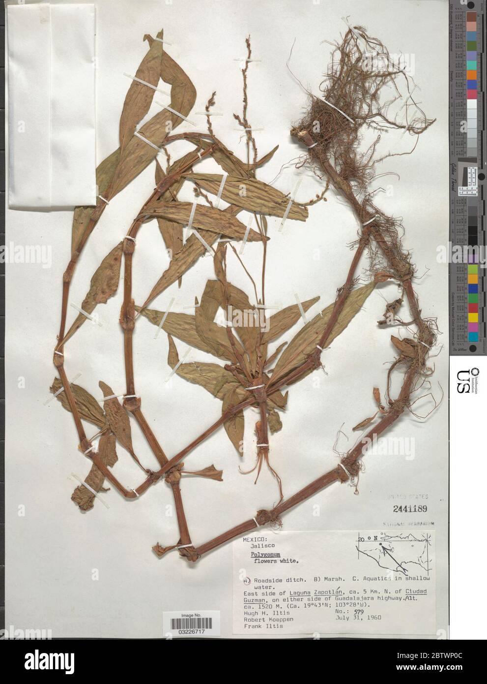 Polygonum sp hi-res stock photography and images - Alamy