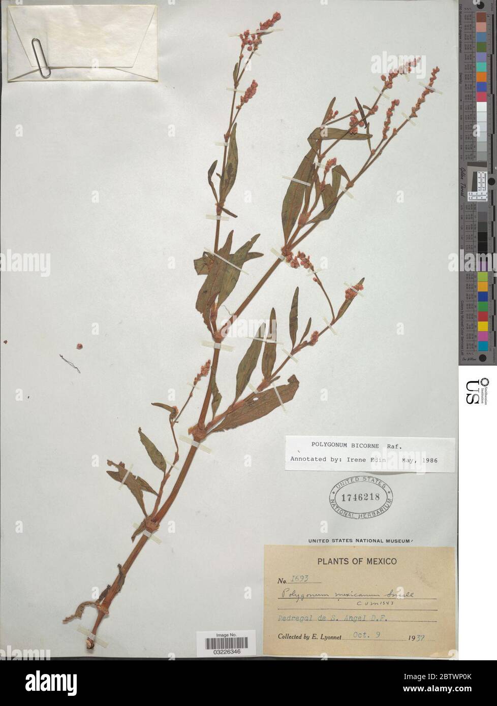 Polygonum bicorne hi-res stock photography and images - Alamy