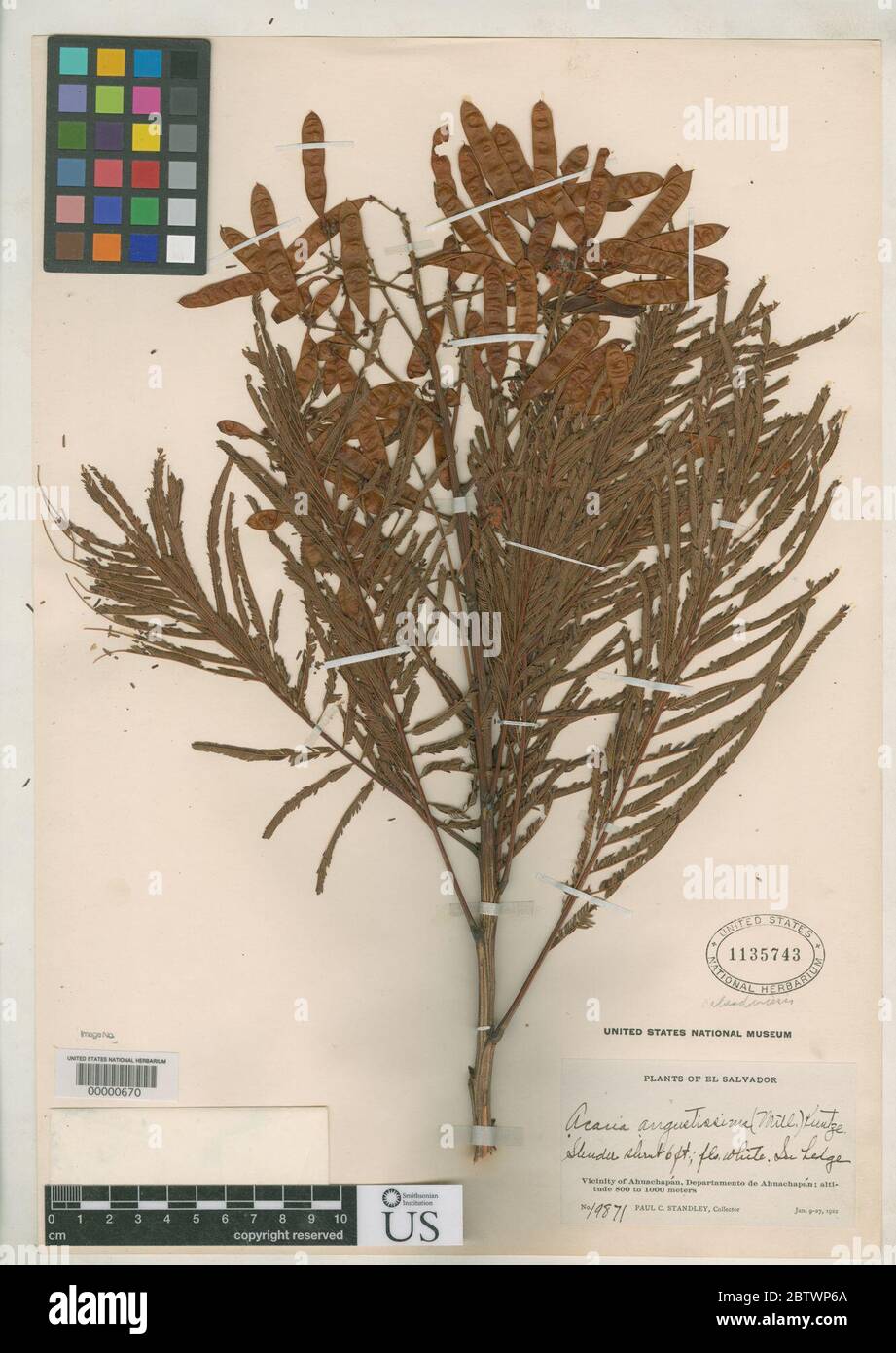 Britton rose hi-res stock photography and images - Alamy