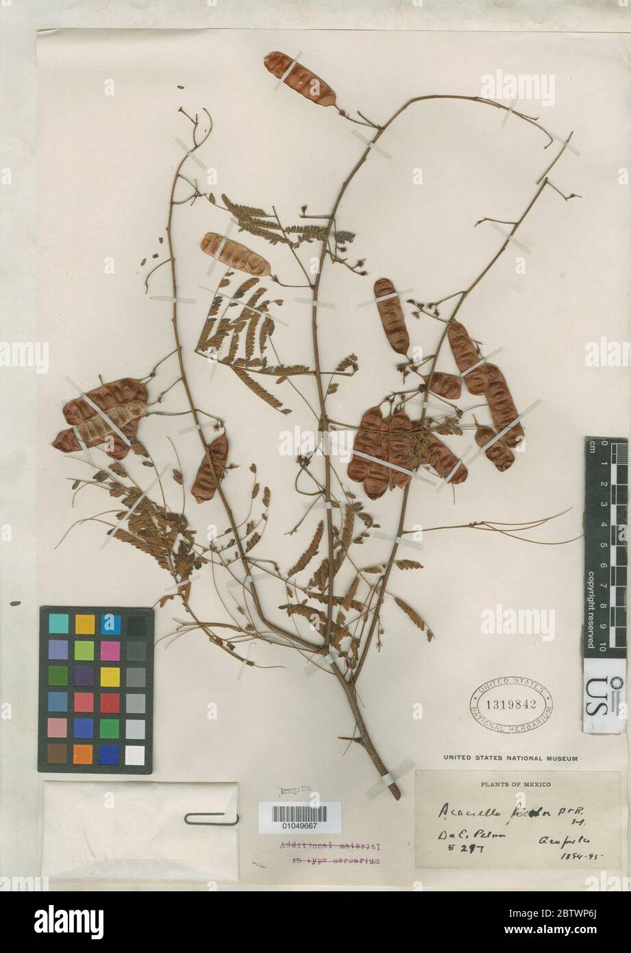 Britton rose hi-res stock photography and images - Alamy