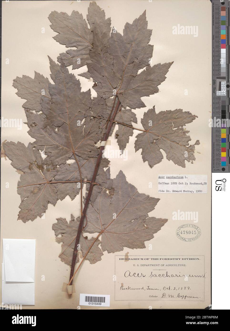 Acer identification hi-res stock photography and images - Alamy