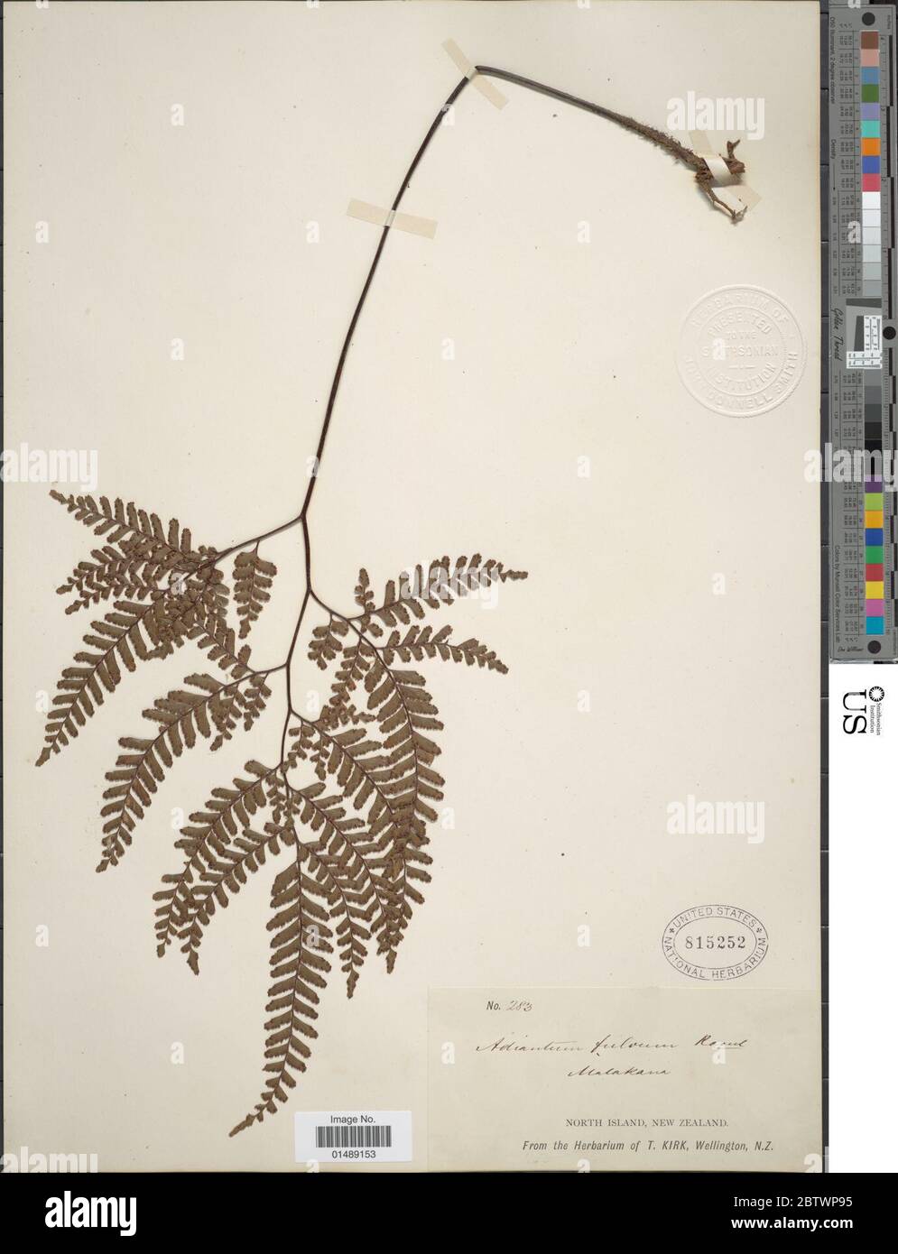 Adiantum fulvum hi-res stock photography and images - Alamy