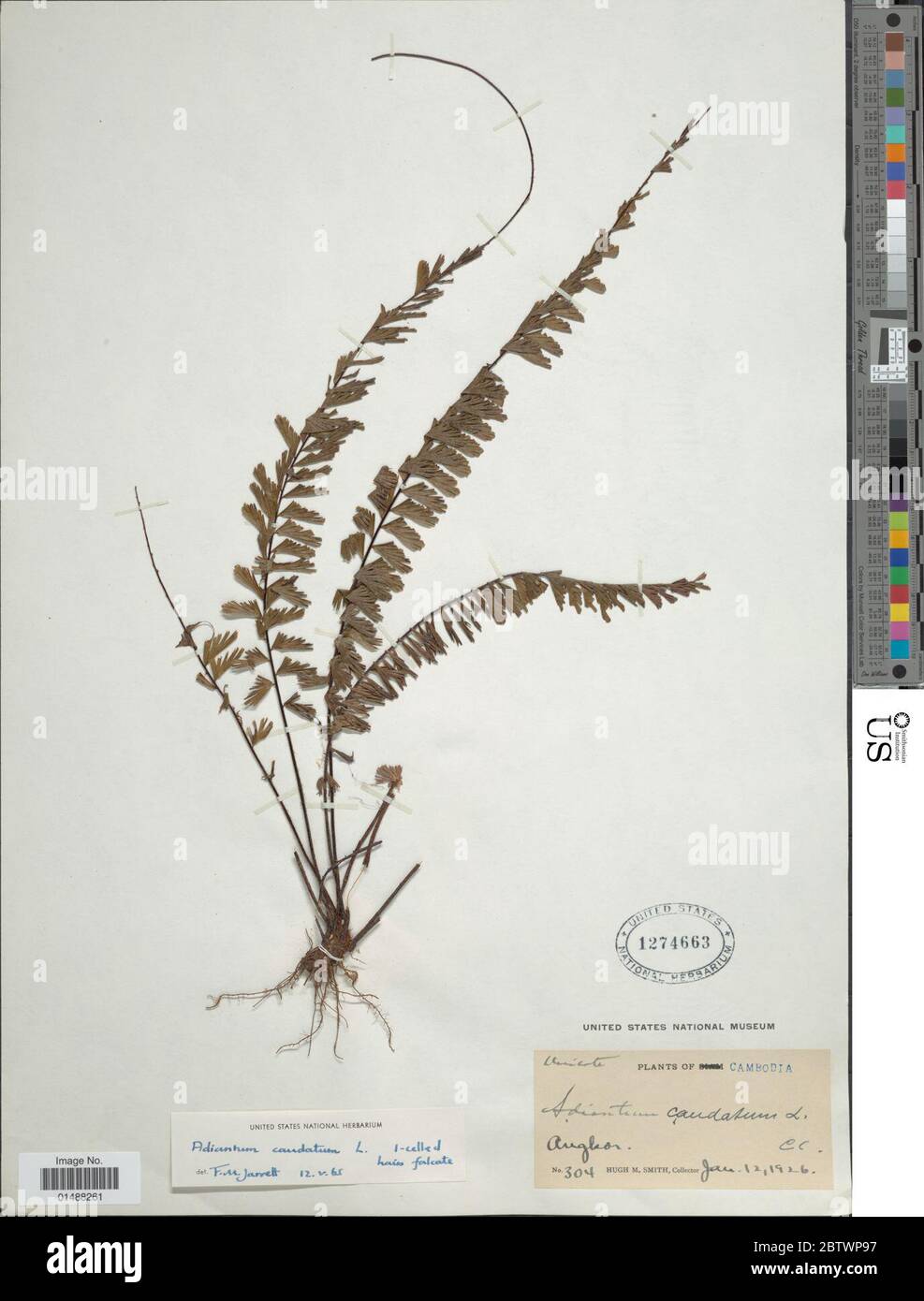 Adiantum caudatum hi-res stock photography and images - Alamy