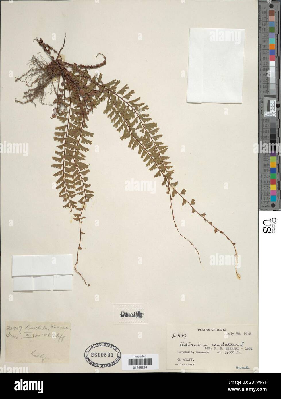 Adiantum caudatum L Stock Photo - Alamy