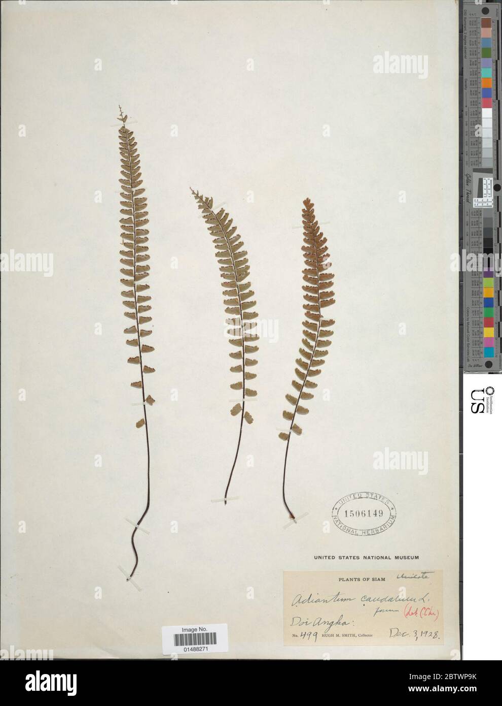 Adiantum caudatum L Stock Photo - Alamy