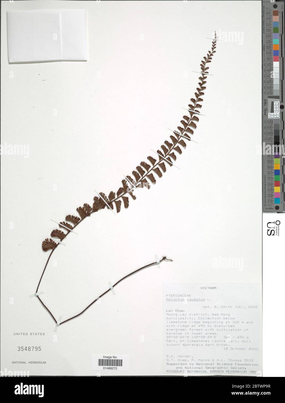 Adiantum caudatum L Stock Photo - Alamy