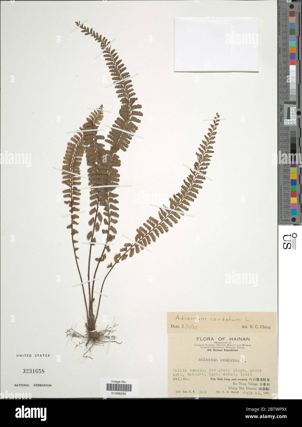 Adiantum caudatum L Stock Photo - Alamy