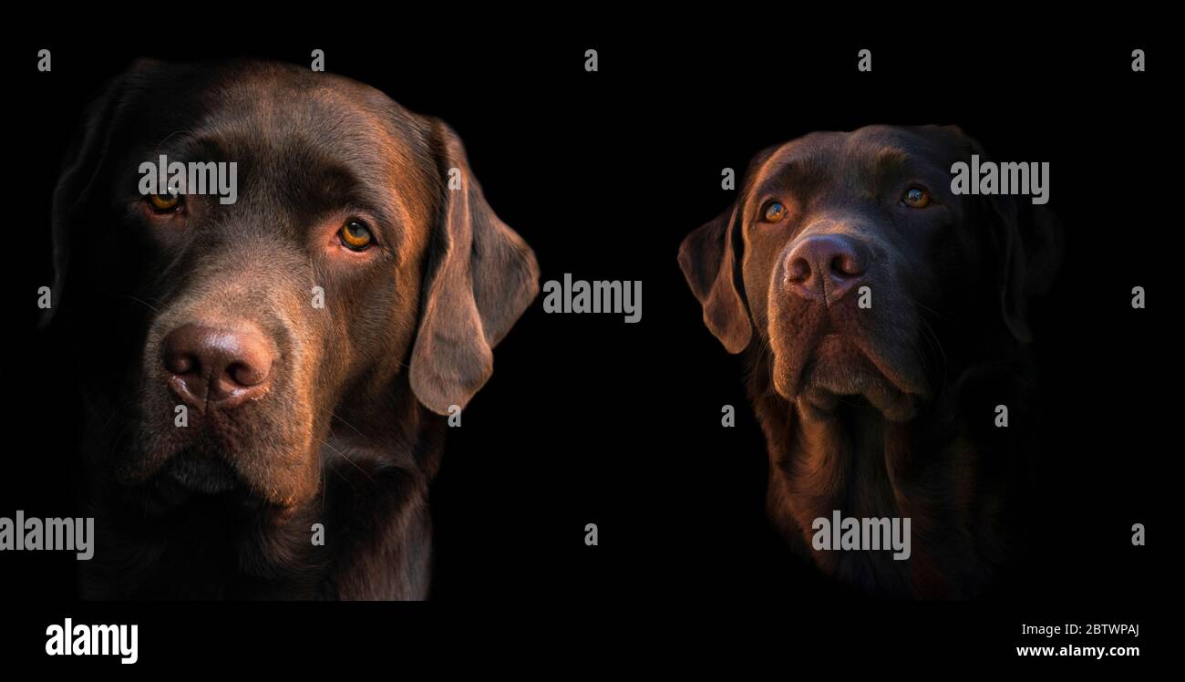 Face portrait of brown chocolate labrador retriever dog isolated on ...