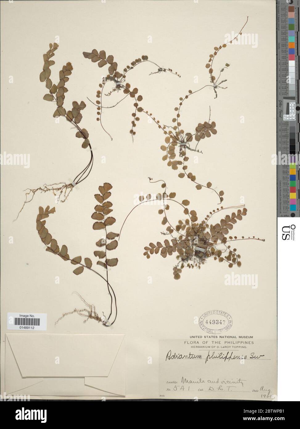 Adiantum philippense L Stock Photo - Alamy