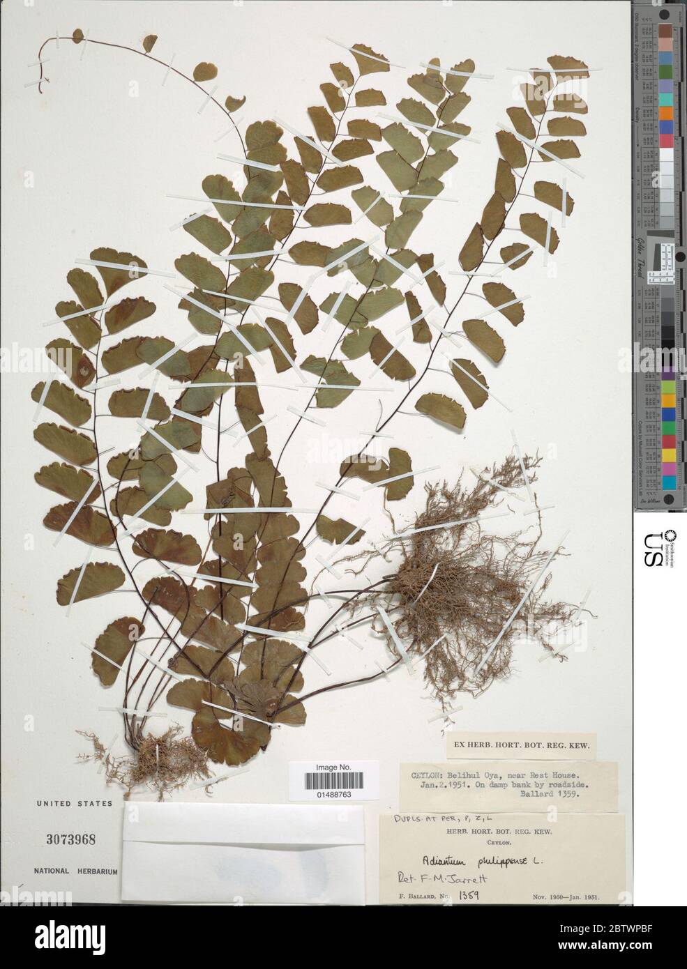 Adiantum philippense L Stock Photo - Alamy