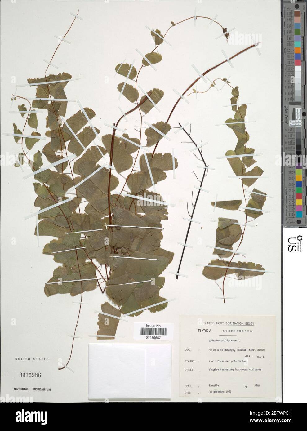 Adiantum philippense L Stock Photo - Alamy