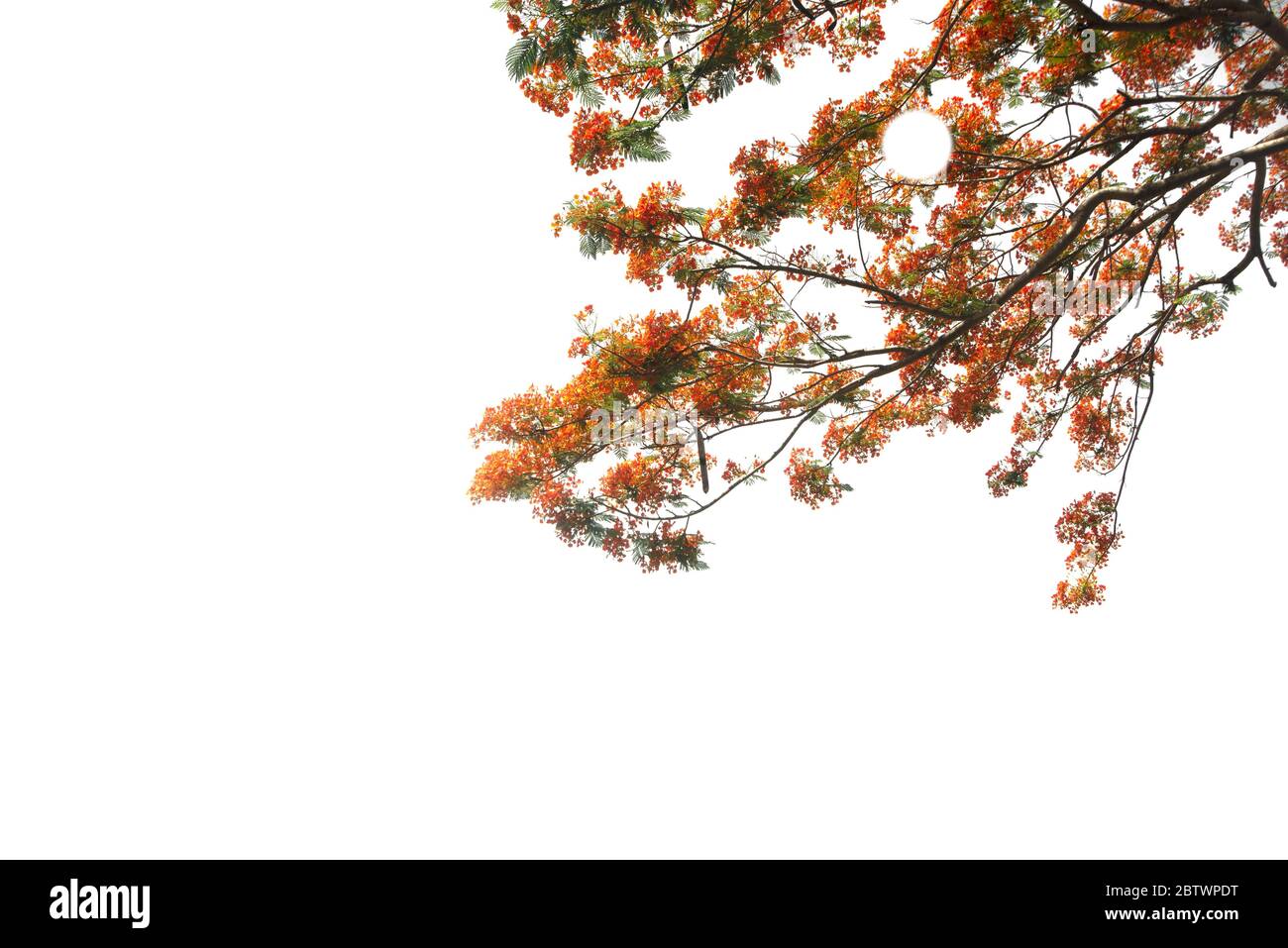 Branch of Flame tree or Royal Poinciana or Flame-boyant on isolated, an ...