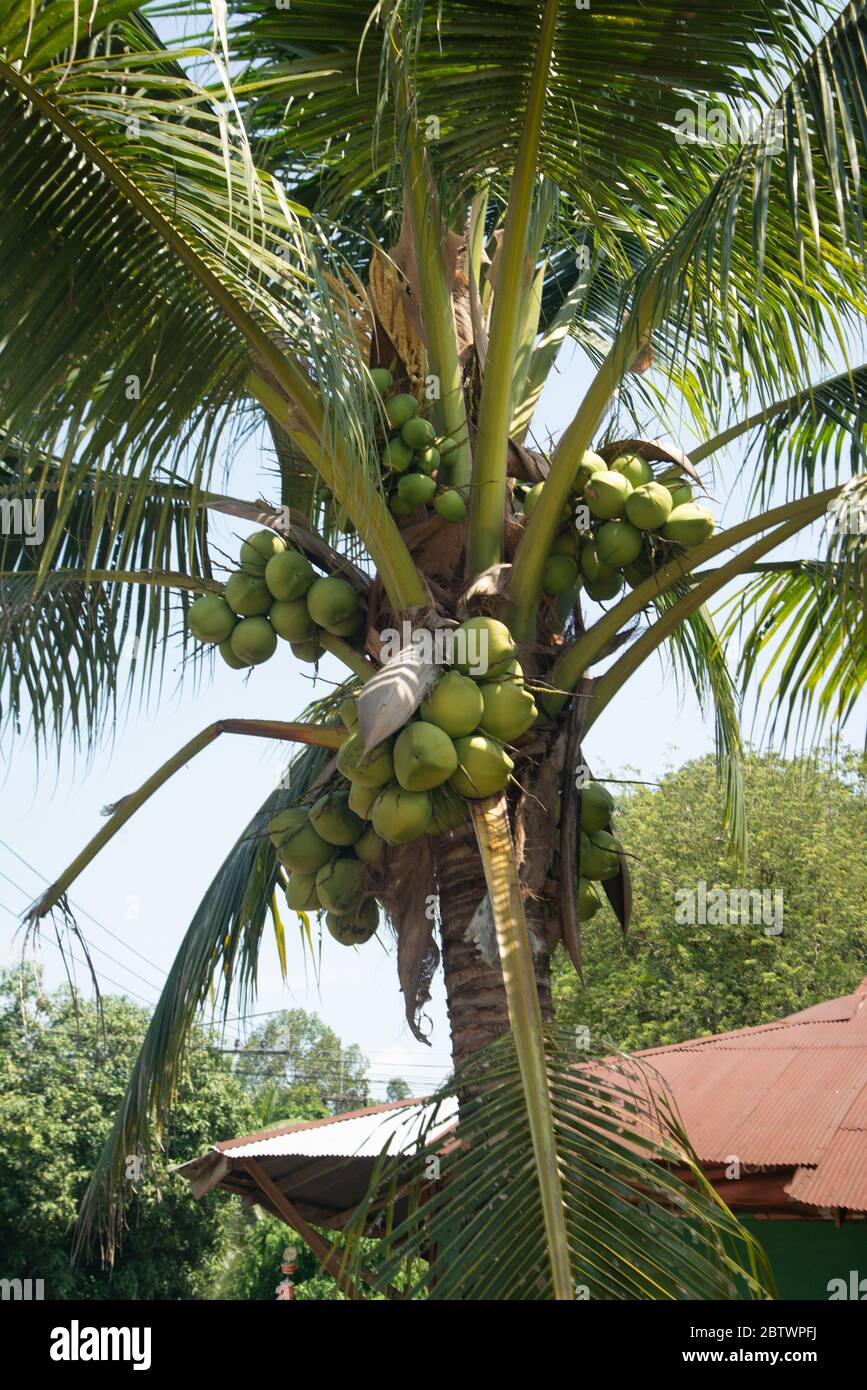 Coconuts hanging from tree hi-res stock photography and images - Alamy