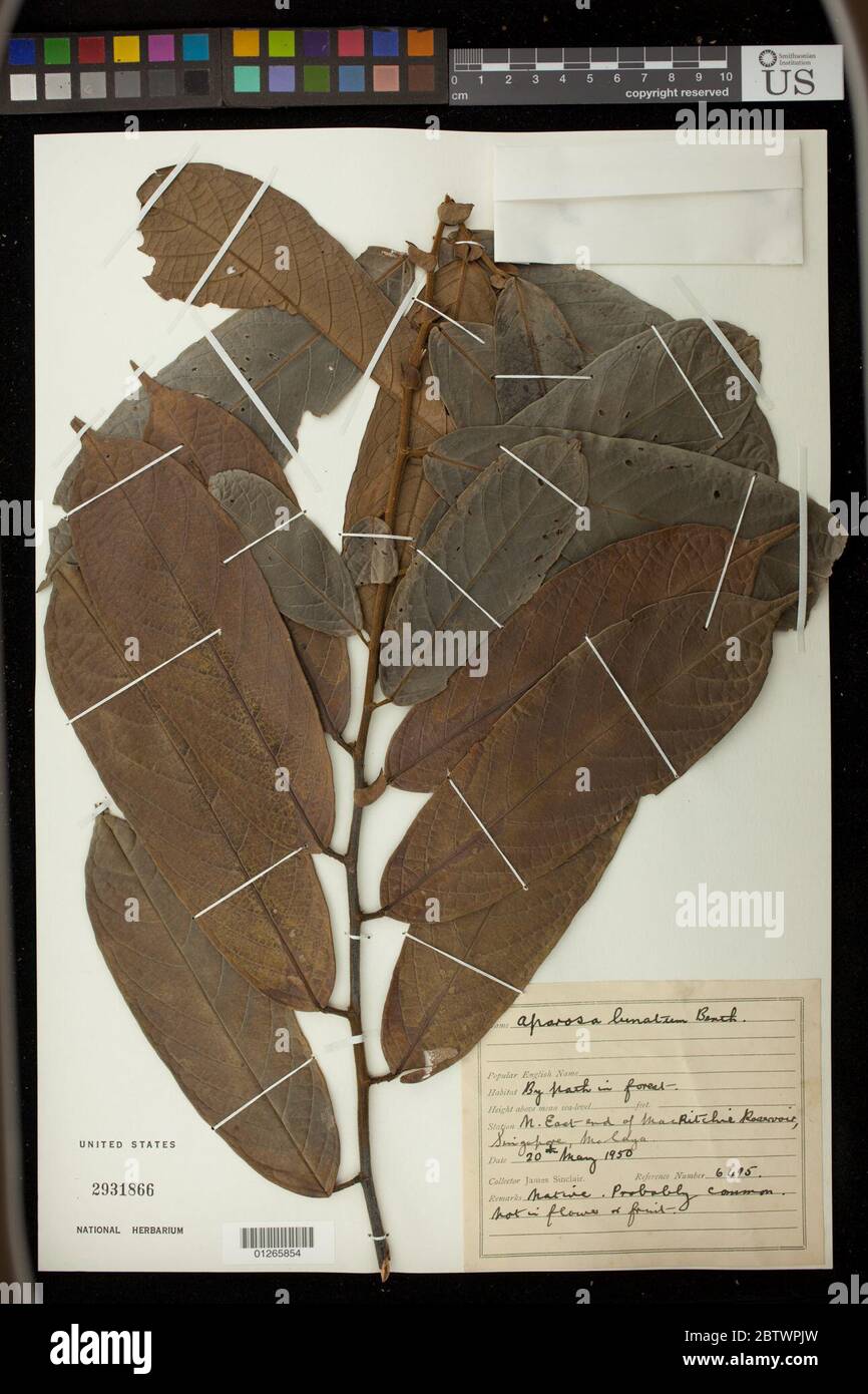 Lunata hi-res stock photography and images - Alamy