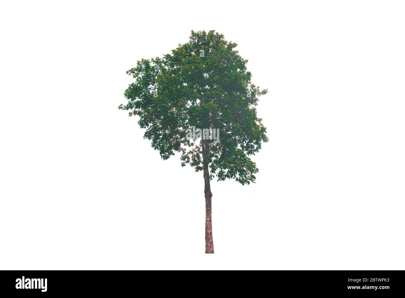 Green tree on isolated, an evergreen leaves plant di cut on white ...