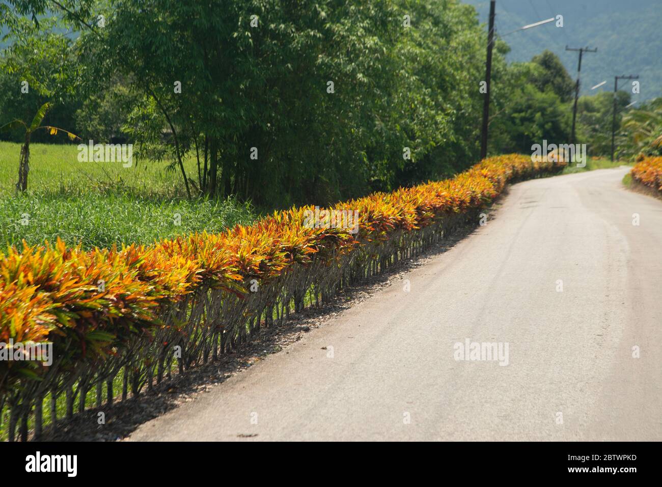Row of multicolored garden croton plant (Codiaeum variegatum) among ...