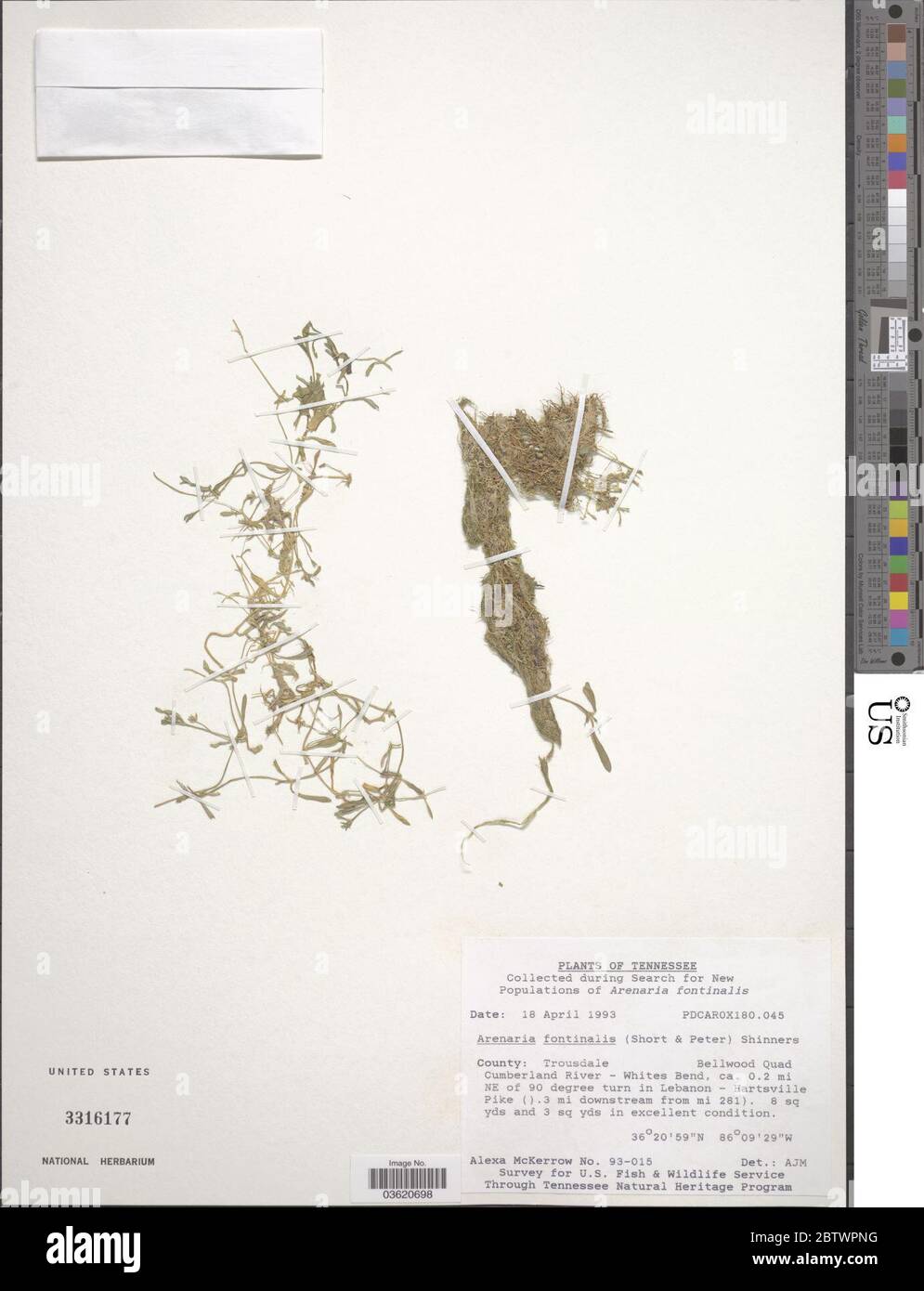 S fontinalis hi-res stock photography and images - Alamy