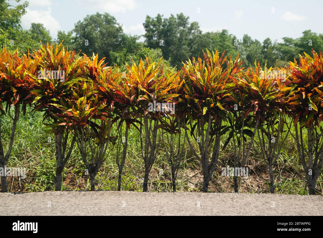 Croton Plant Codiaeum Variegatum High Resolution Stock Photography and ...