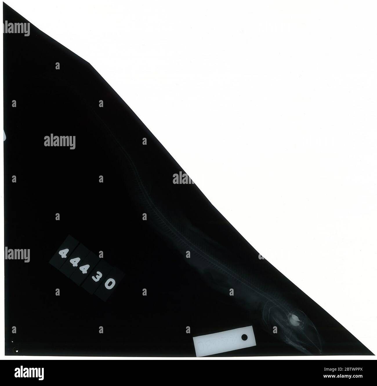 Coloconger raniceps. 24 Oct 20181 Stock Photo - Alamy