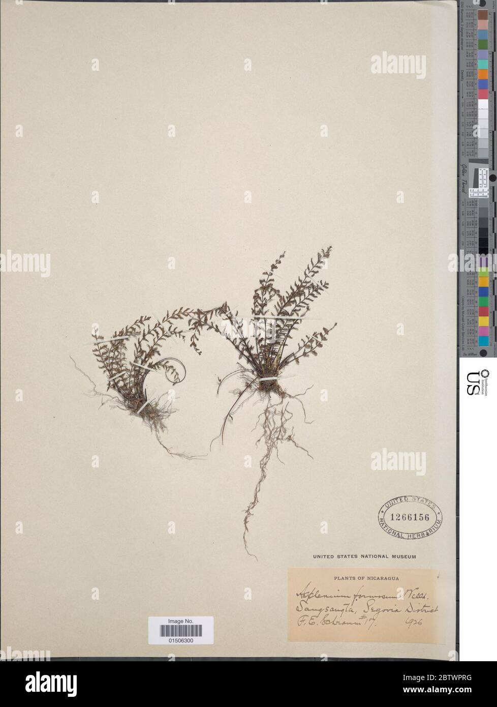 Asplenium formosum hi-res stock photography and images - Alamy