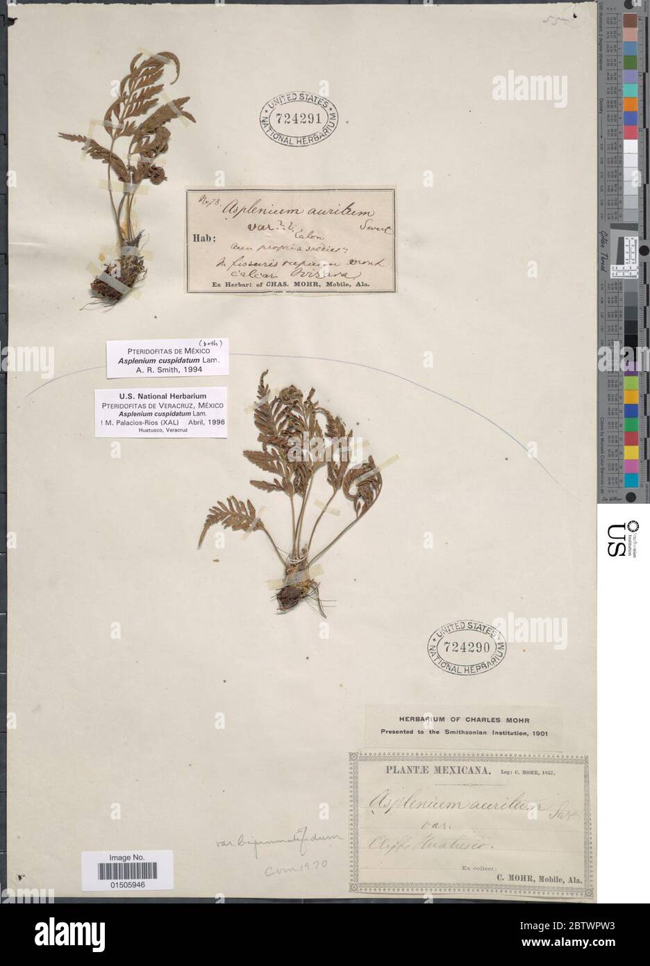 Asplenium cuspidatum Lam Stock Photo - Alamy