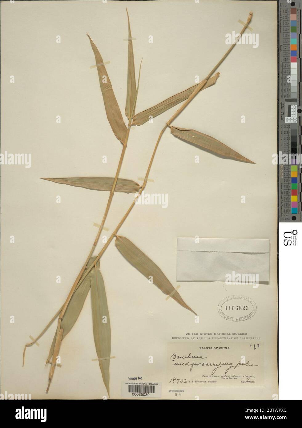 Bambusa vulgaris Schrad ex JC Wendl Stock Photo - Alamy