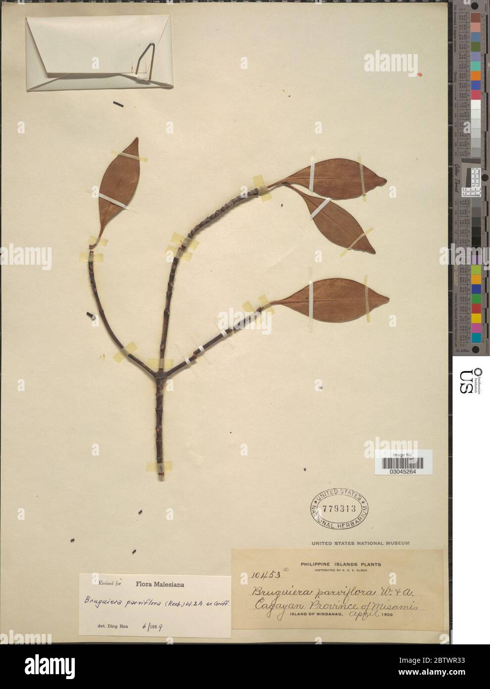 Bruguiera parviflora Roxb Wight Arn ex Griff Stock Photo - Alamy