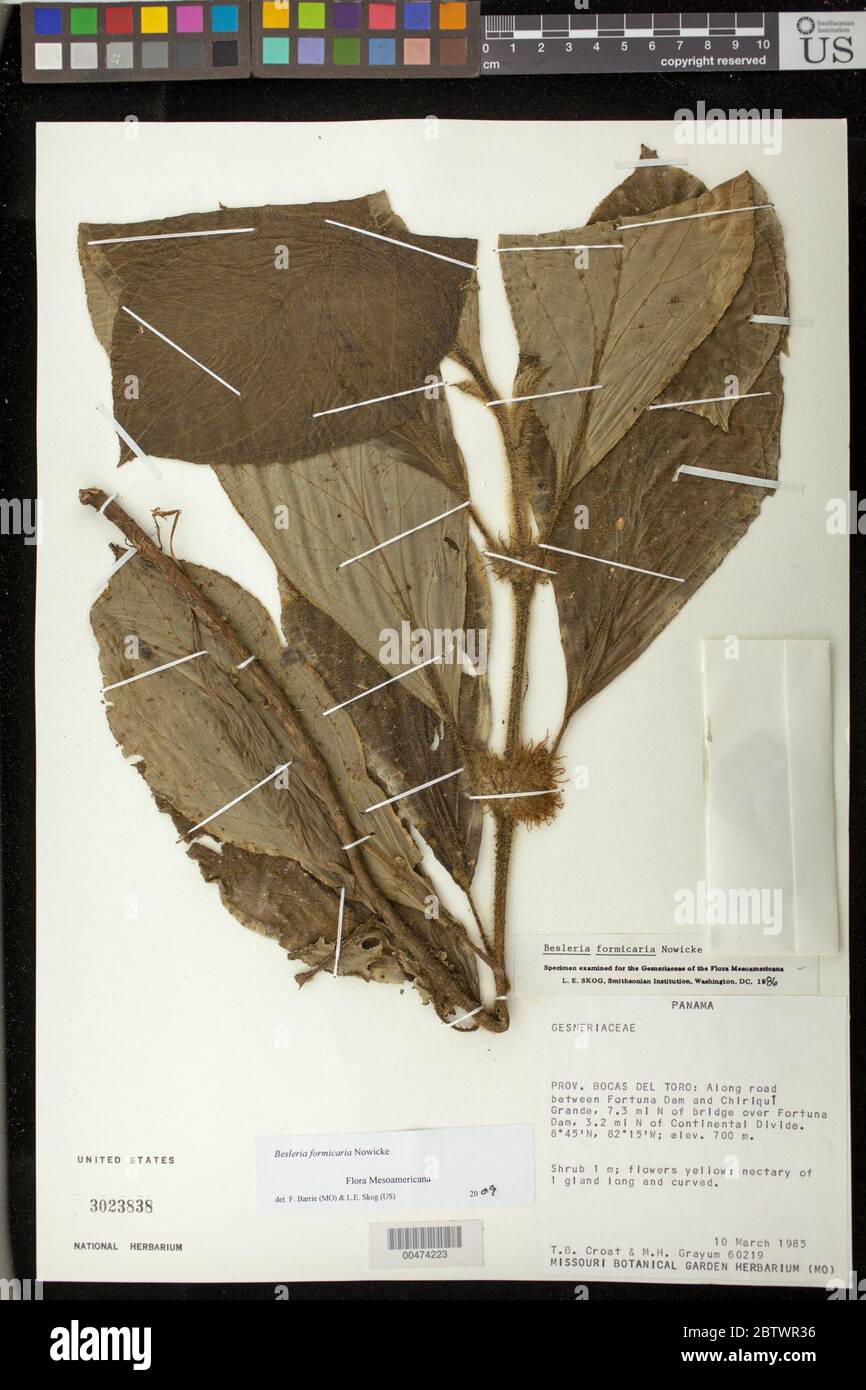 Formicaria hi-res stock photography and images - Alamy