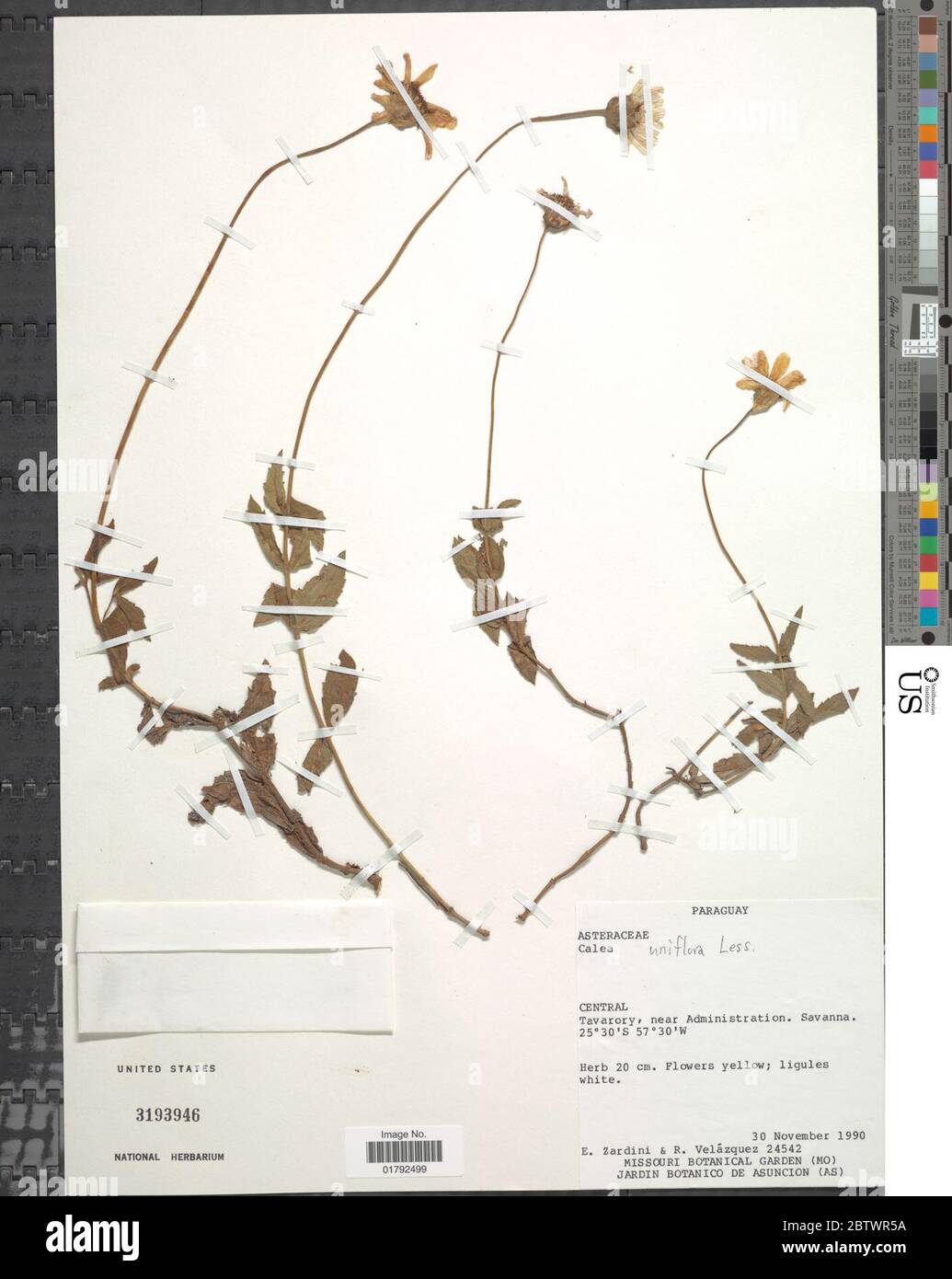 Calea image hi-res stock photography and images - Alamy